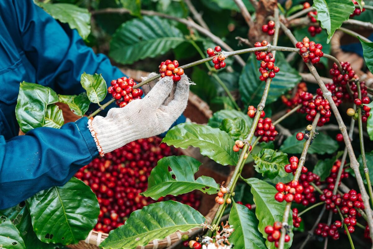 Công ty TNHH PM Coffee chuyên sản xuất sản phẩm Cà Phê